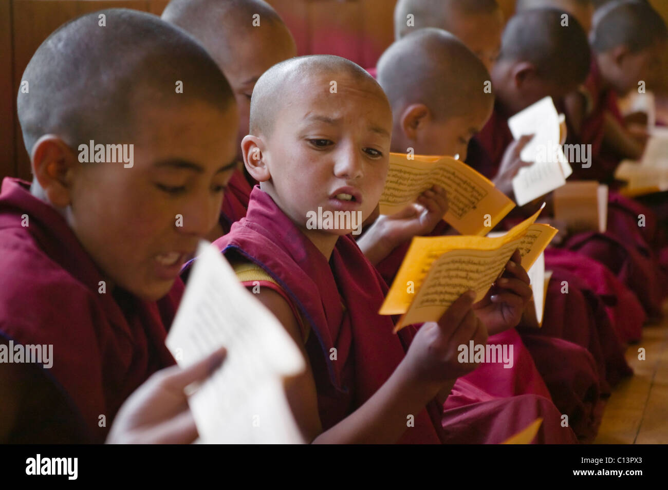 Monks studying Buddhist scriptures in the Phyang Gompa, Ladakh, India ...