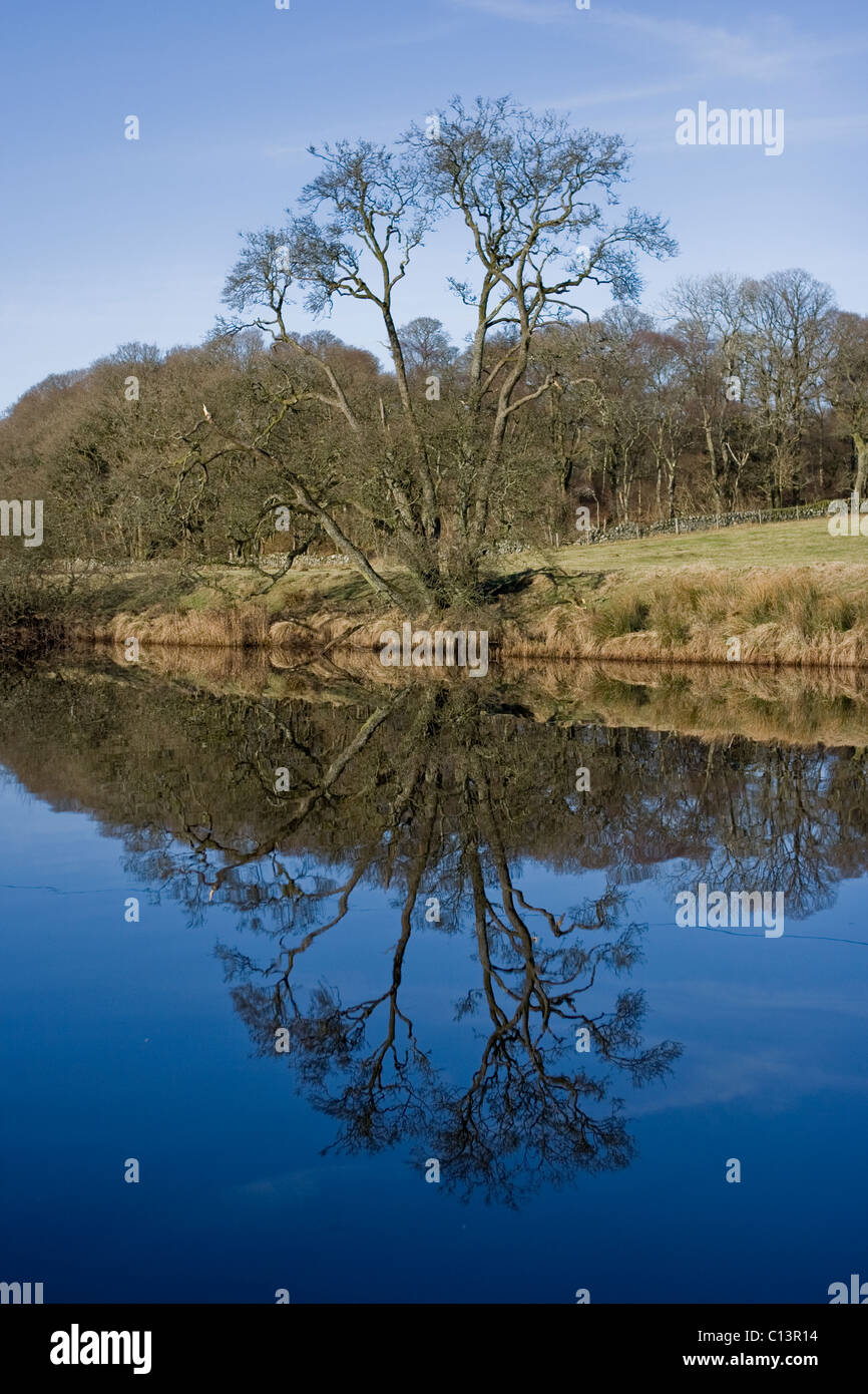 Alder Tree High Resolution Stock Photography and Images - Alamy