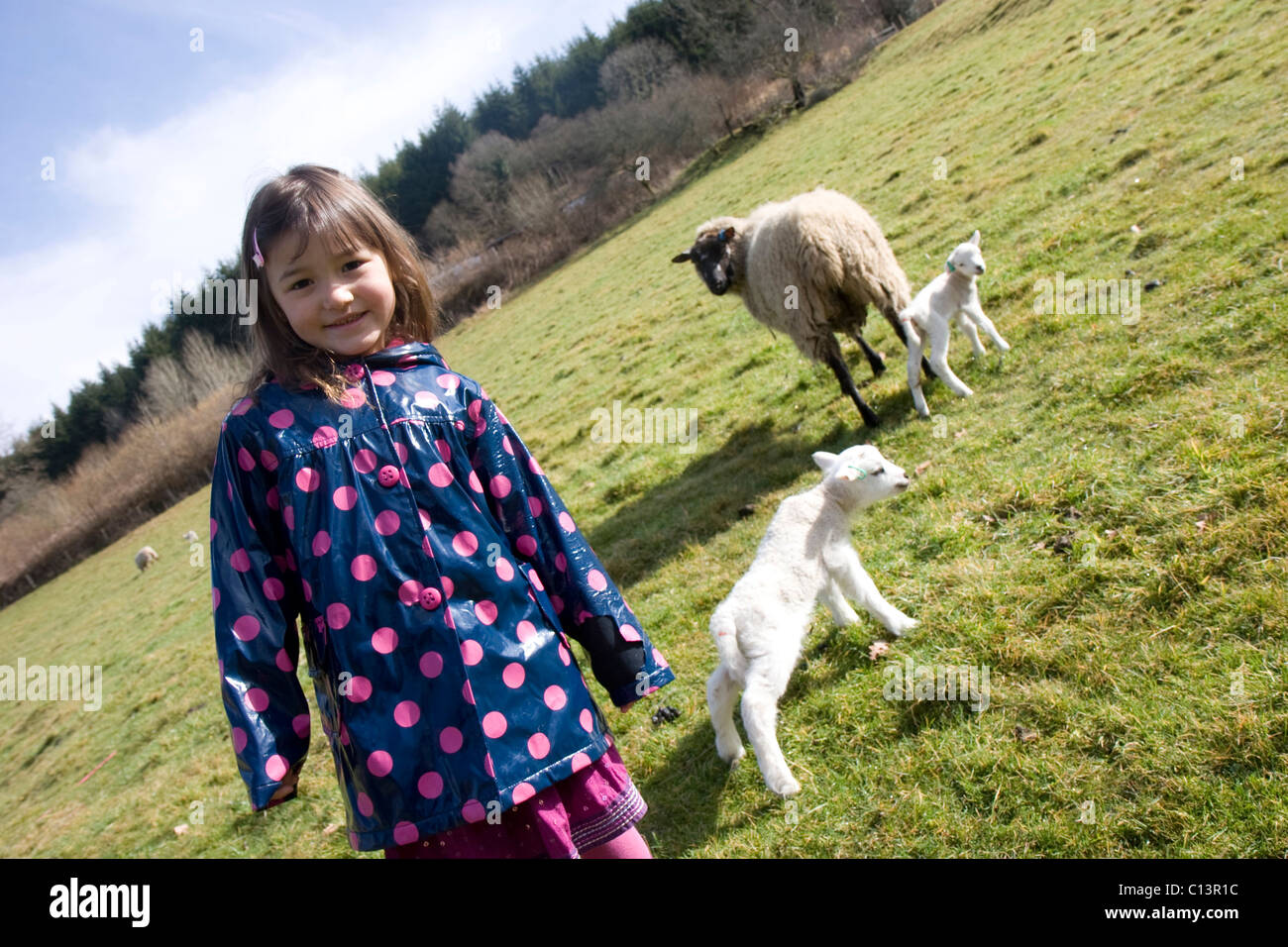 girl with ewe and lambs Stock Photo - Alamy