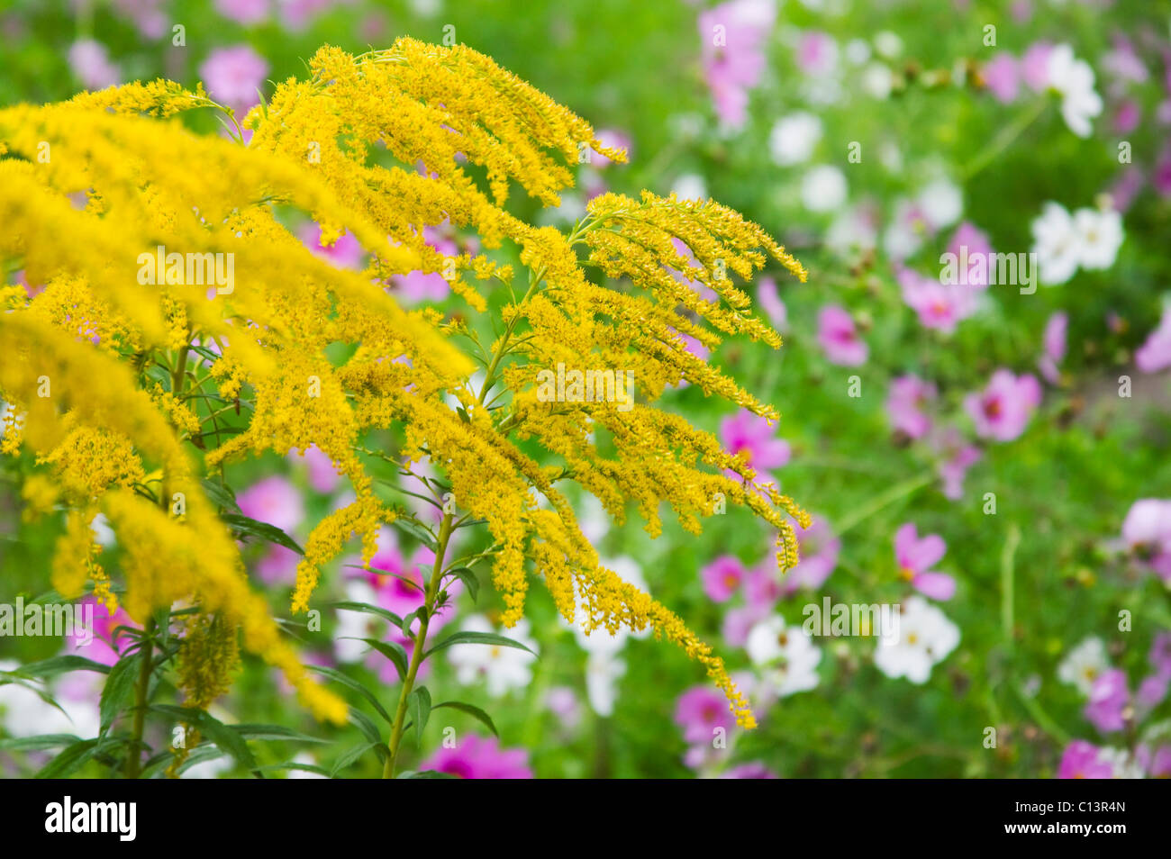 Flowers on the meadow, Ladakh, India Stock Photo - Alamy