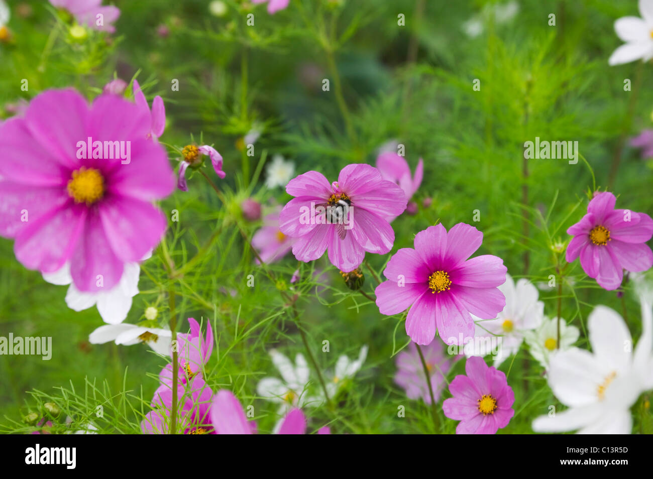 Insect of india hi-res stock photography and images - Alamy