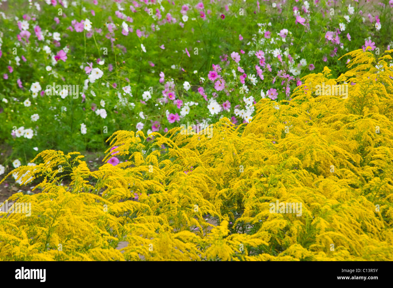 Poppy india hi-res stock photography and images - Alamy