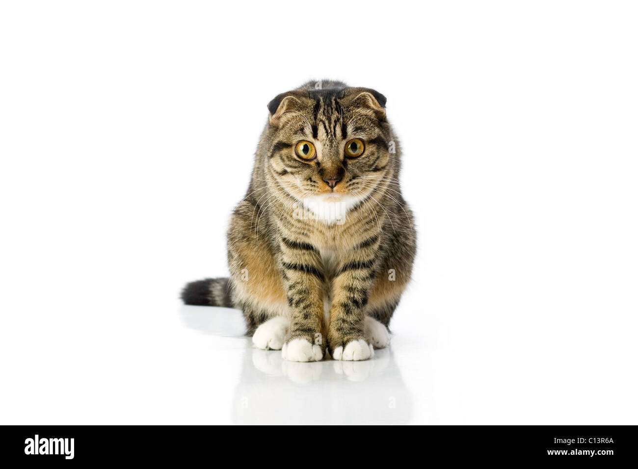 Russet Cat High Resolution Stock Photography and Images - Alamy