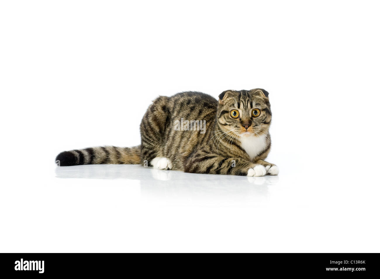 Cat lying on side Cut Out Stock Images & Pictures - Alamy