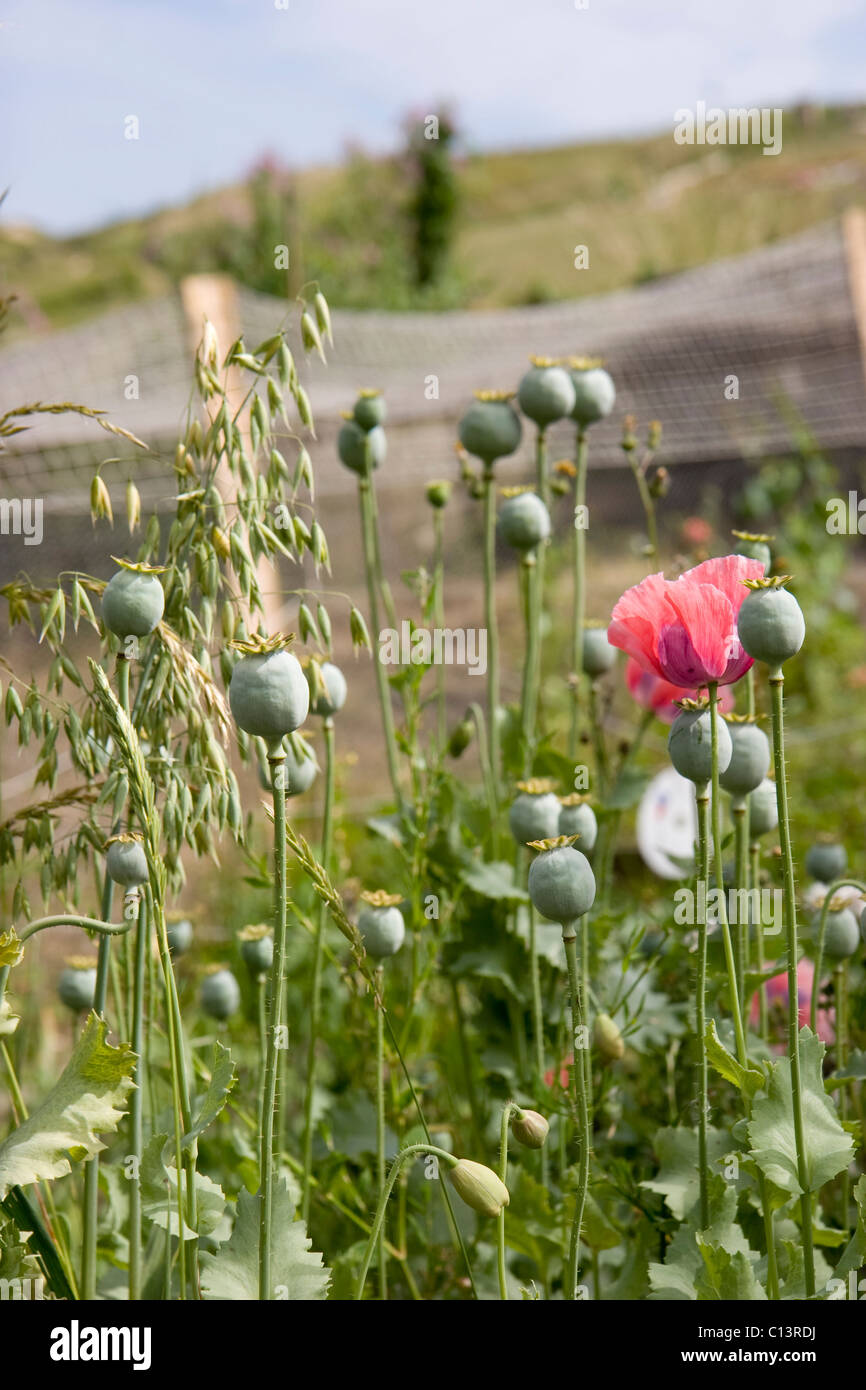 wild poppy's in English countryside Stock Photo - Alamy