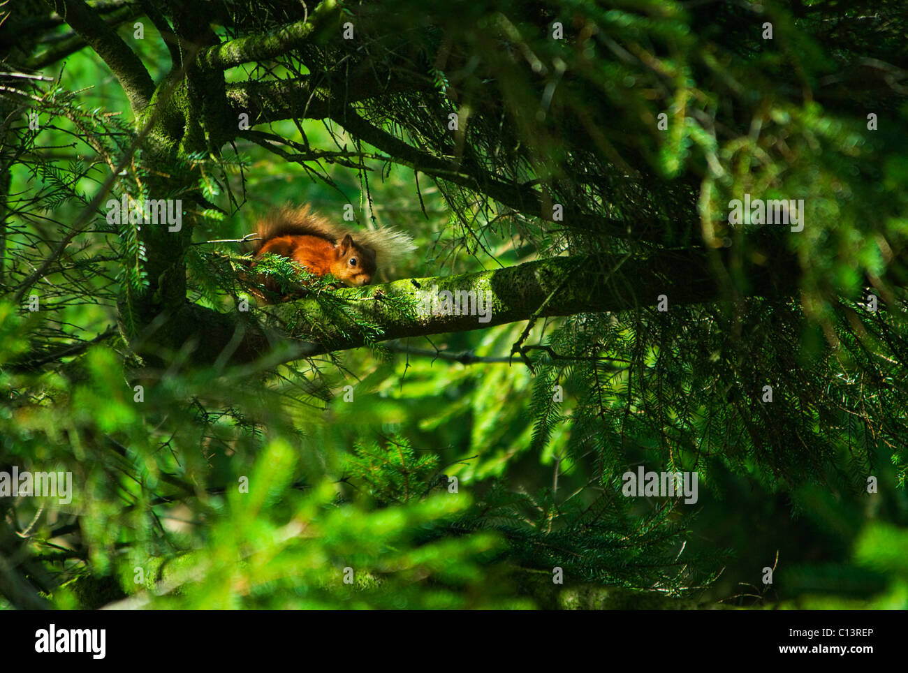 Red squirrel hiding in tree hi-res stock photography and images - Alamy