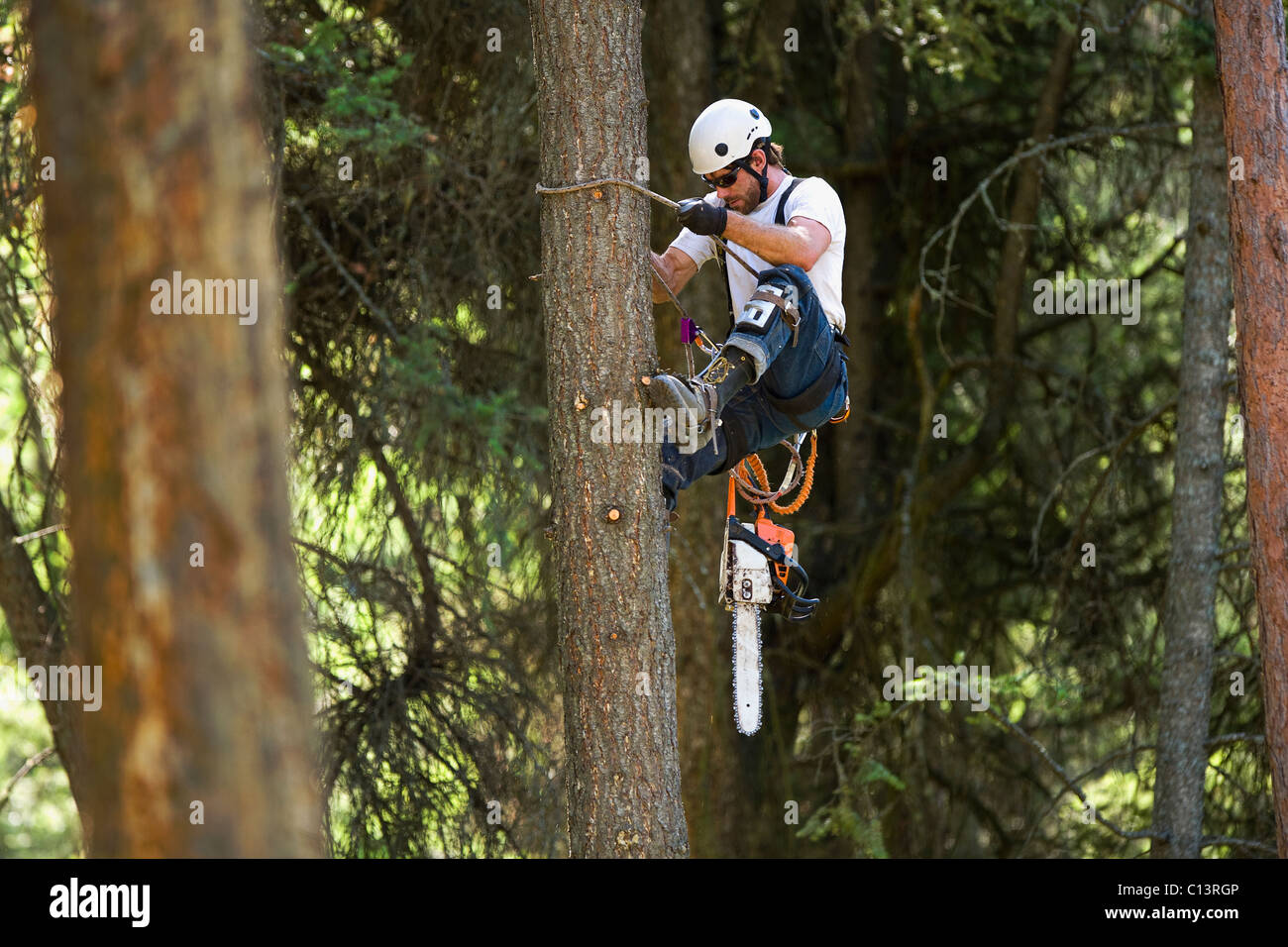 USA, Montana, Lakeside, lumberjack clambering tree Stock Photo - Alamy