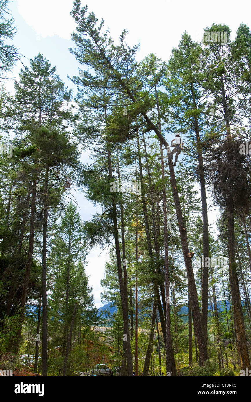 USA, Montana, Lakeside, low angle view of lumberjack clambering tree ...