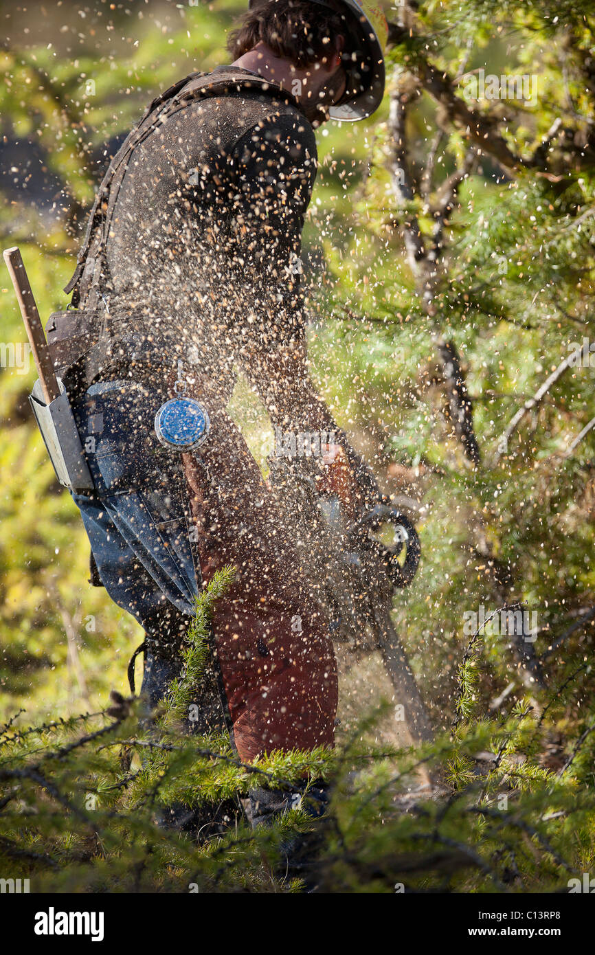 USA, Montana, Lakeside, lumberjack felling tree Stock Photo - Alamy