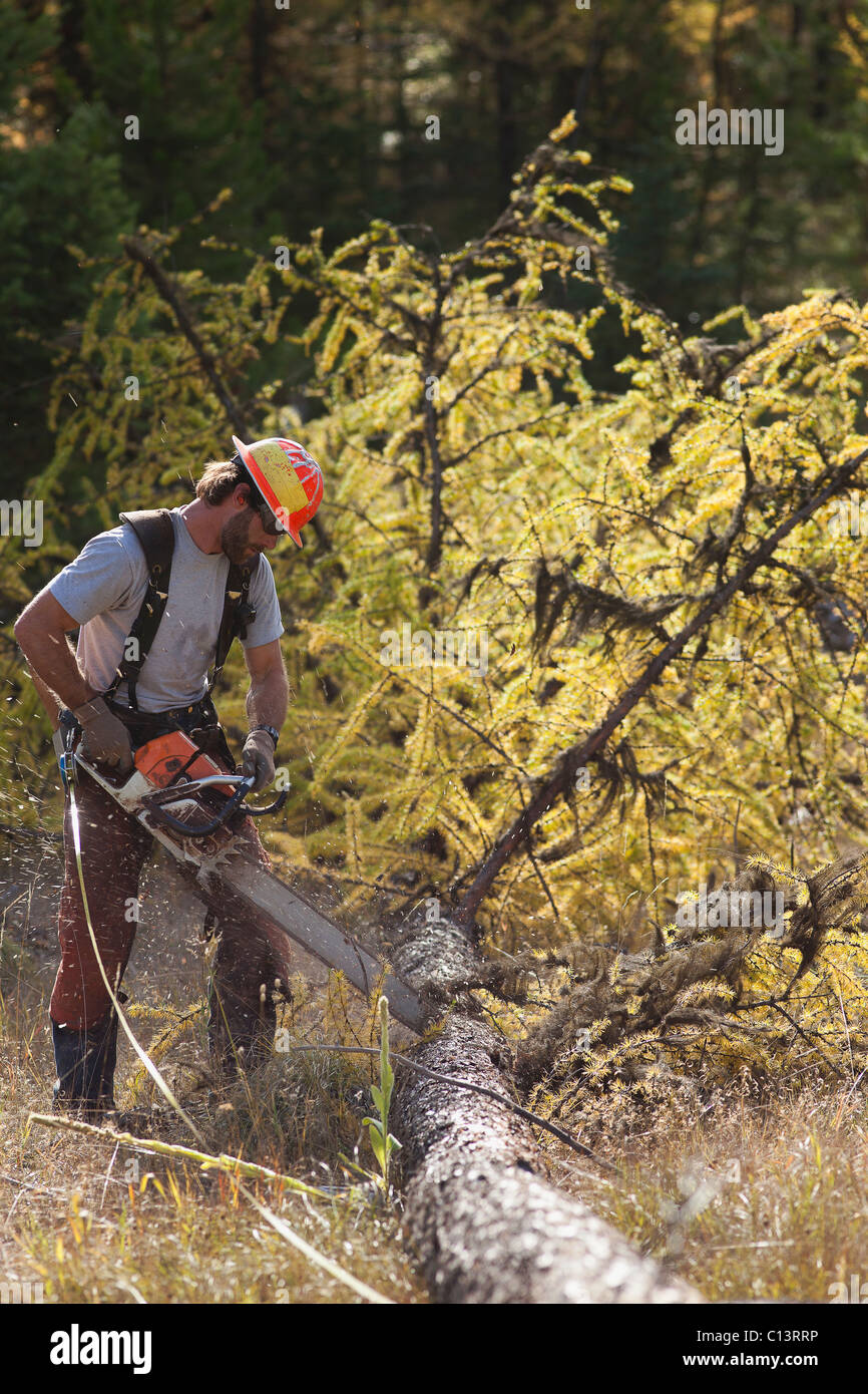 USA, Montana, Lakeside, lumberjack felling tree Stock Photo - Alamy