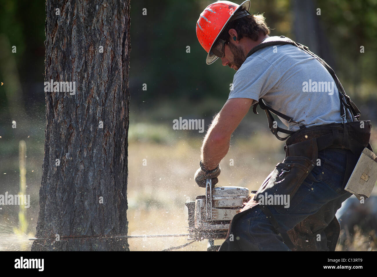 USA, Montana, Lakeside, lumberjack felling tree Stock Photo - Alamy