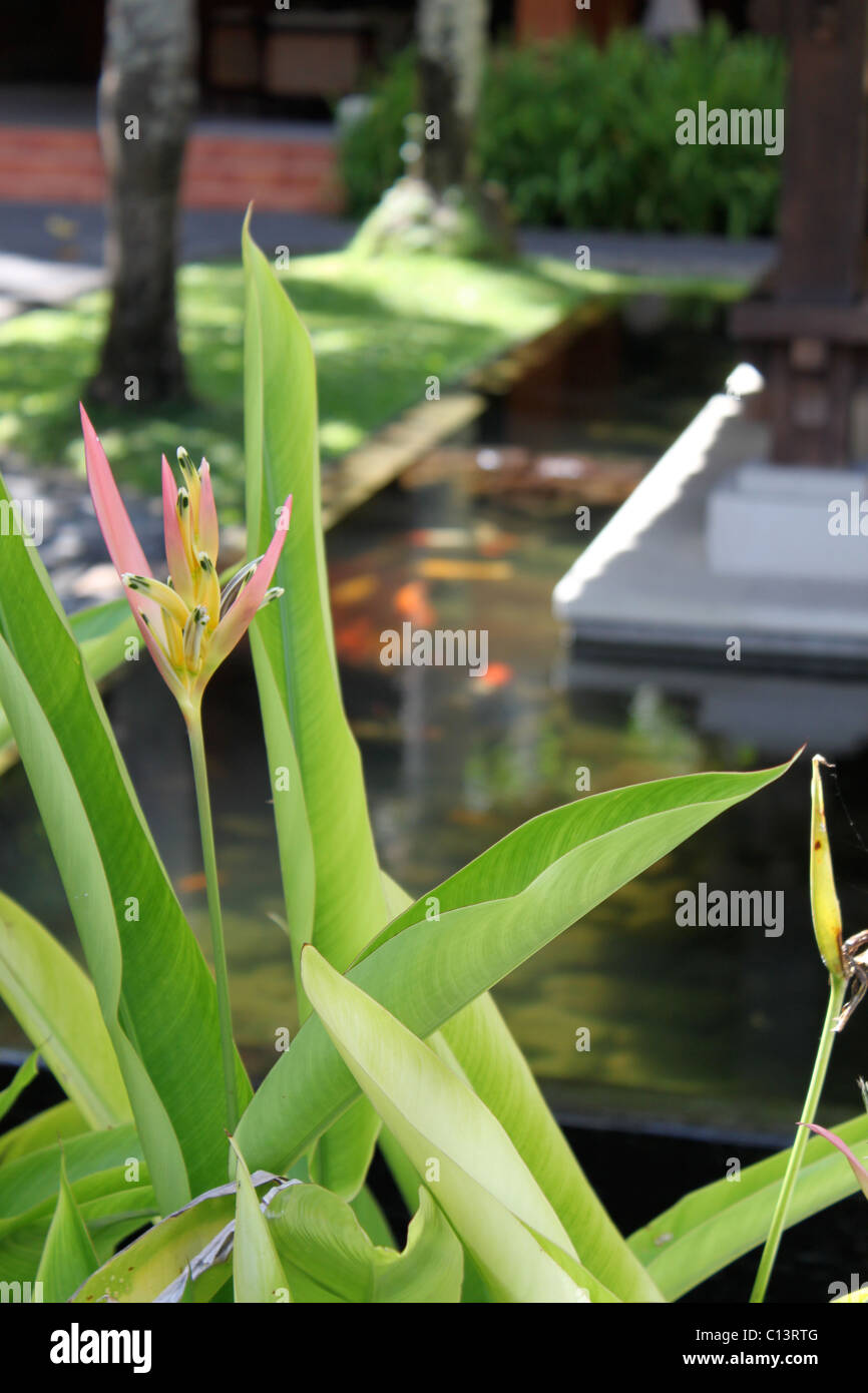 Tropical flower with fish pond in background Stock Photo - Alamy