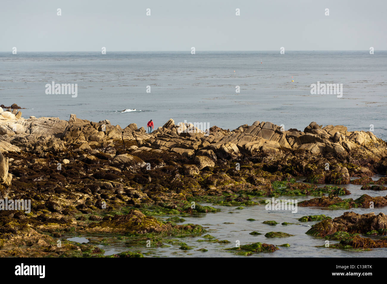 Person exploring tide pool hi-res stock photography and images - Alamy