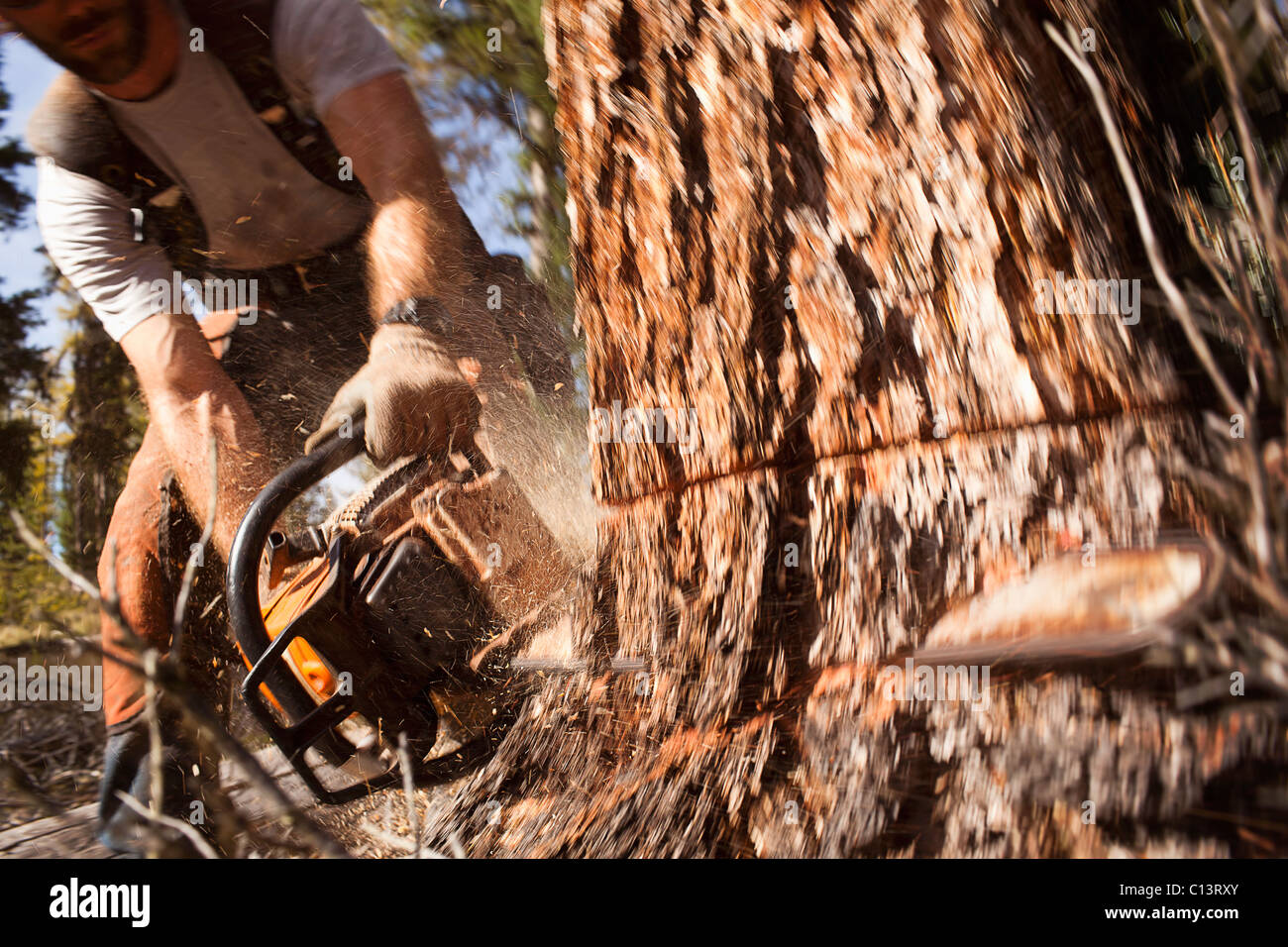 USA, Montana, Lakeside, lumberjack felling tree Stock Photo - Alamy
