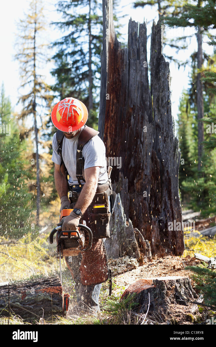 USA, Montana, Lakeside, lumberjack felling tree Stock Photo - Alamy