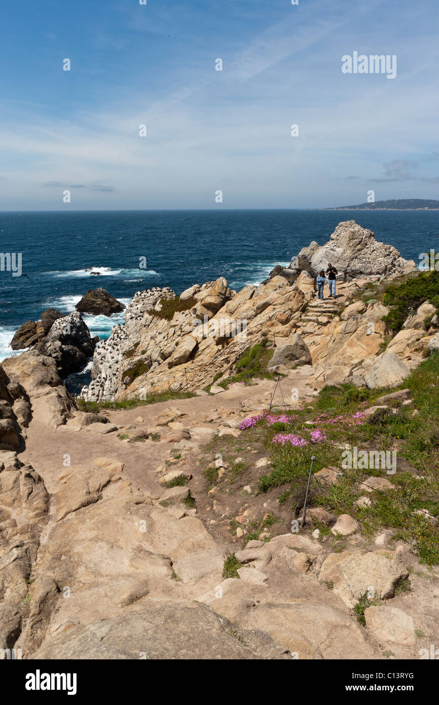 Cypress grove point lobos hi-res stock photography and images - Alamy