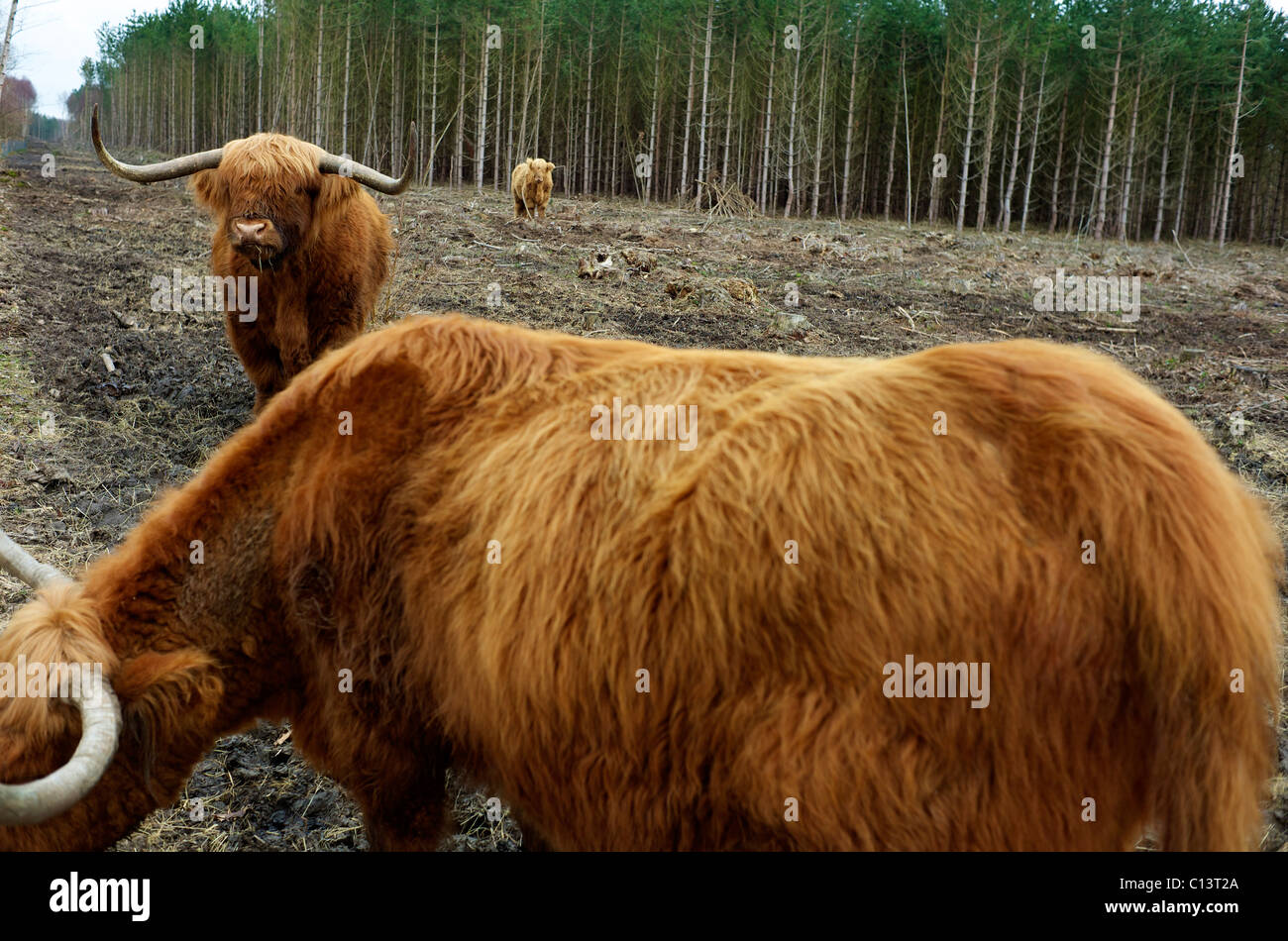 Highland Cattle used by Kent Wildlife Trust to help manage woodland ...