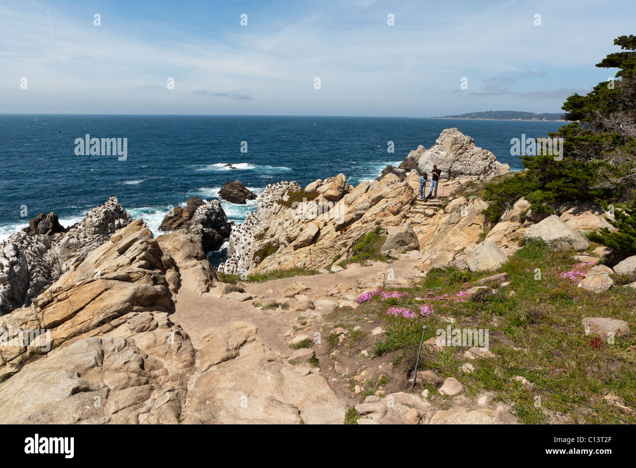 Cypress Grove Point Lobos High Resolution Stock Photography and Images ...