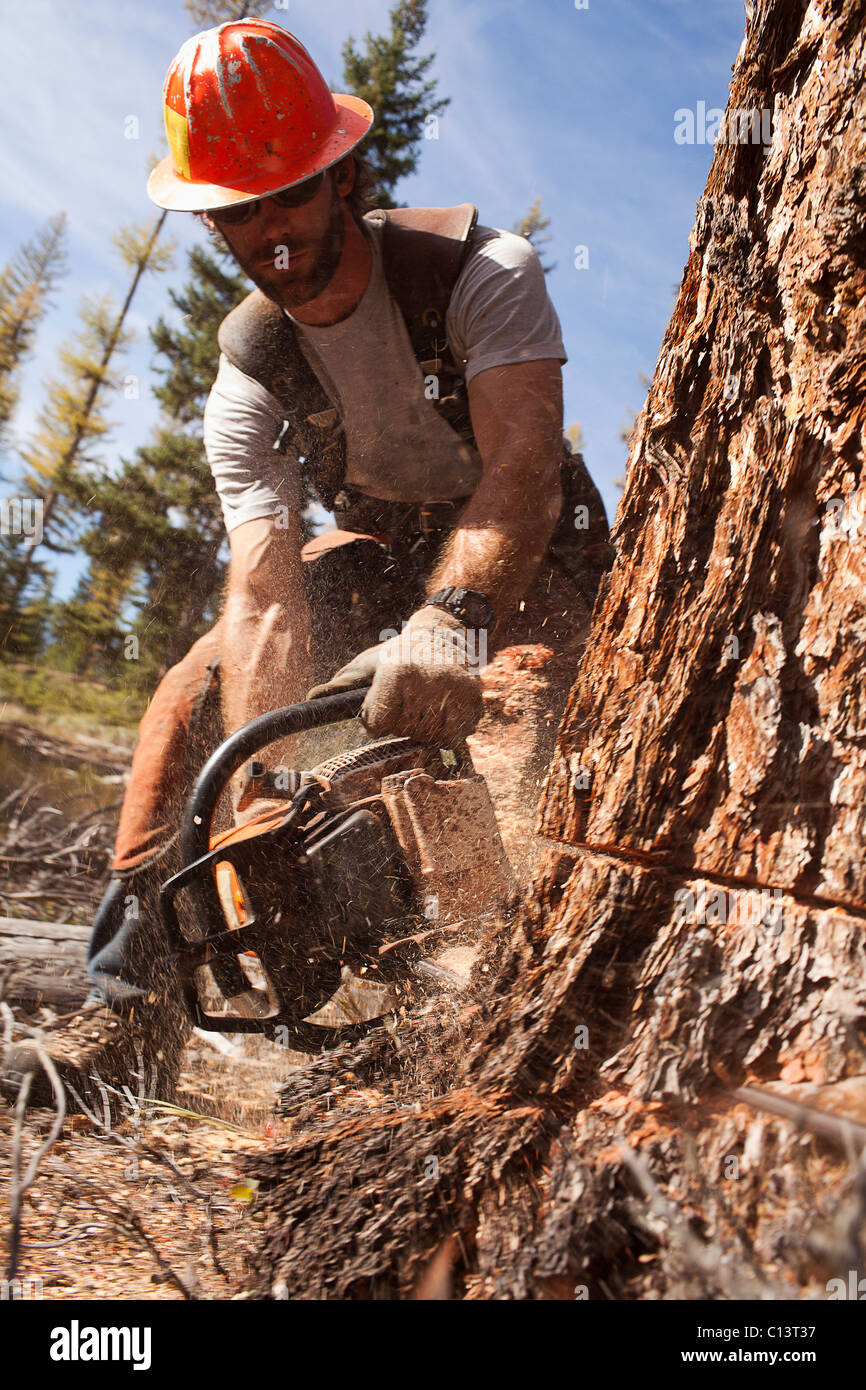 USA, Montana, Lakeside, lumberjack felling tree Stock Photo - Alamy