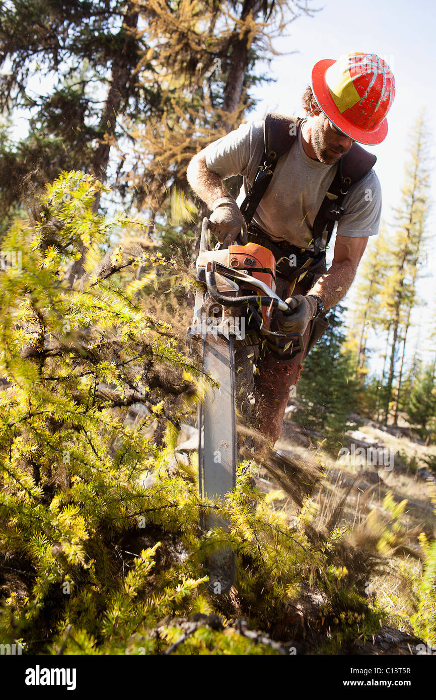 Side view lumberjack cutting tree hi-res stock photography and images ...