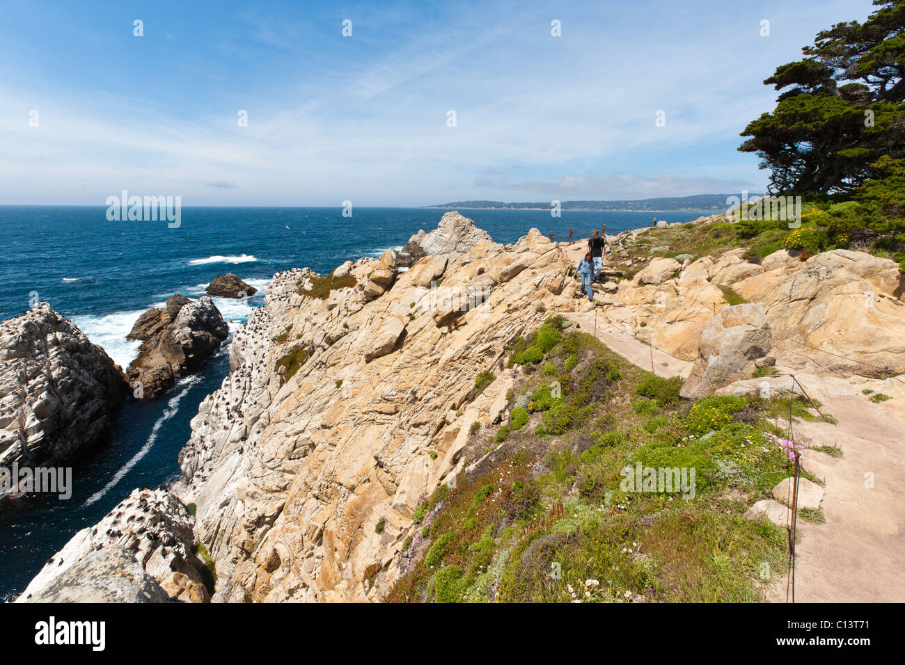 Cypress Grove Point Lobos High Resolution Stock Photography and Images ...
