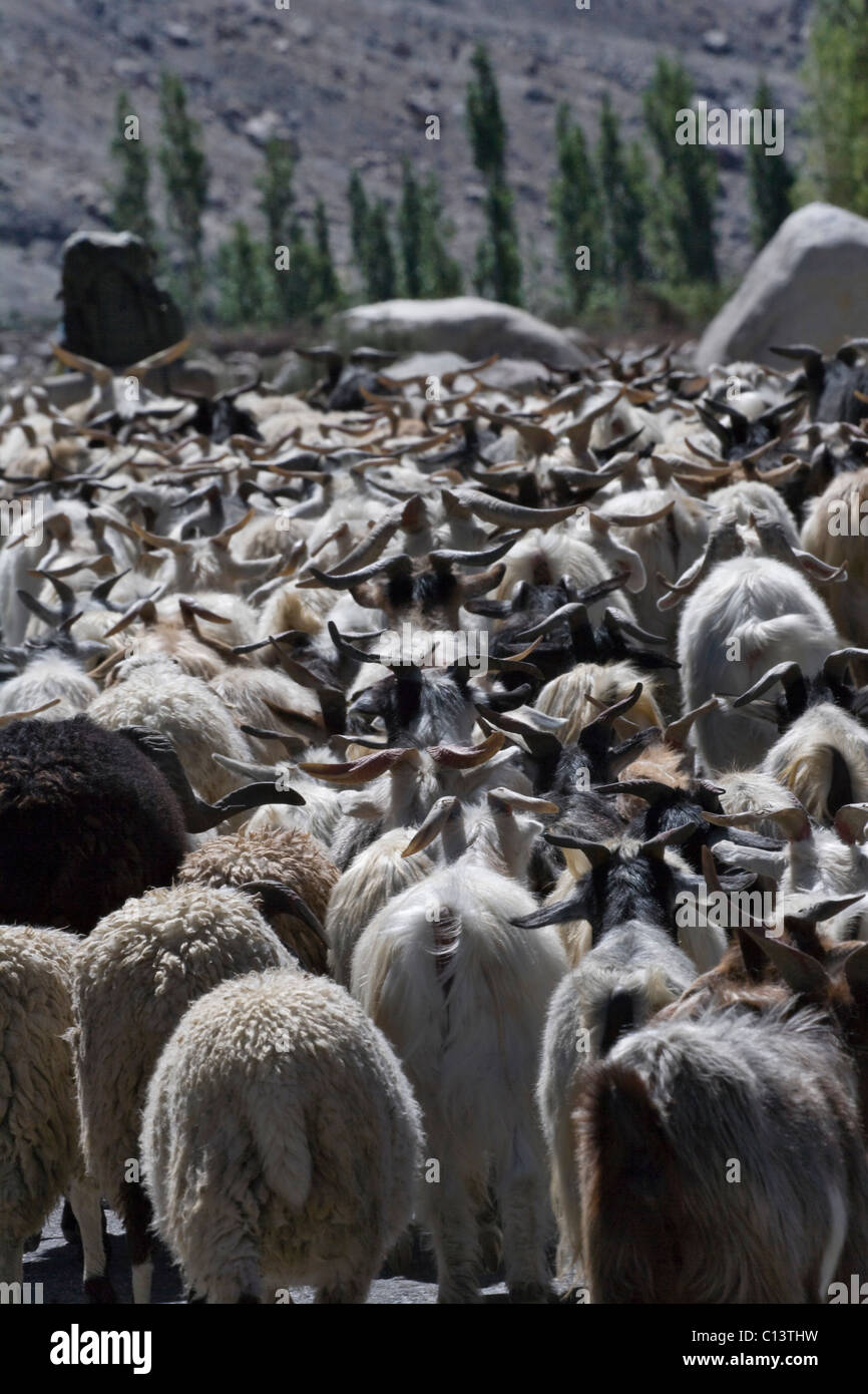 Herding sheep in the Karakoram, Nubra, Ladakh, India Stock Photo - Alamy
