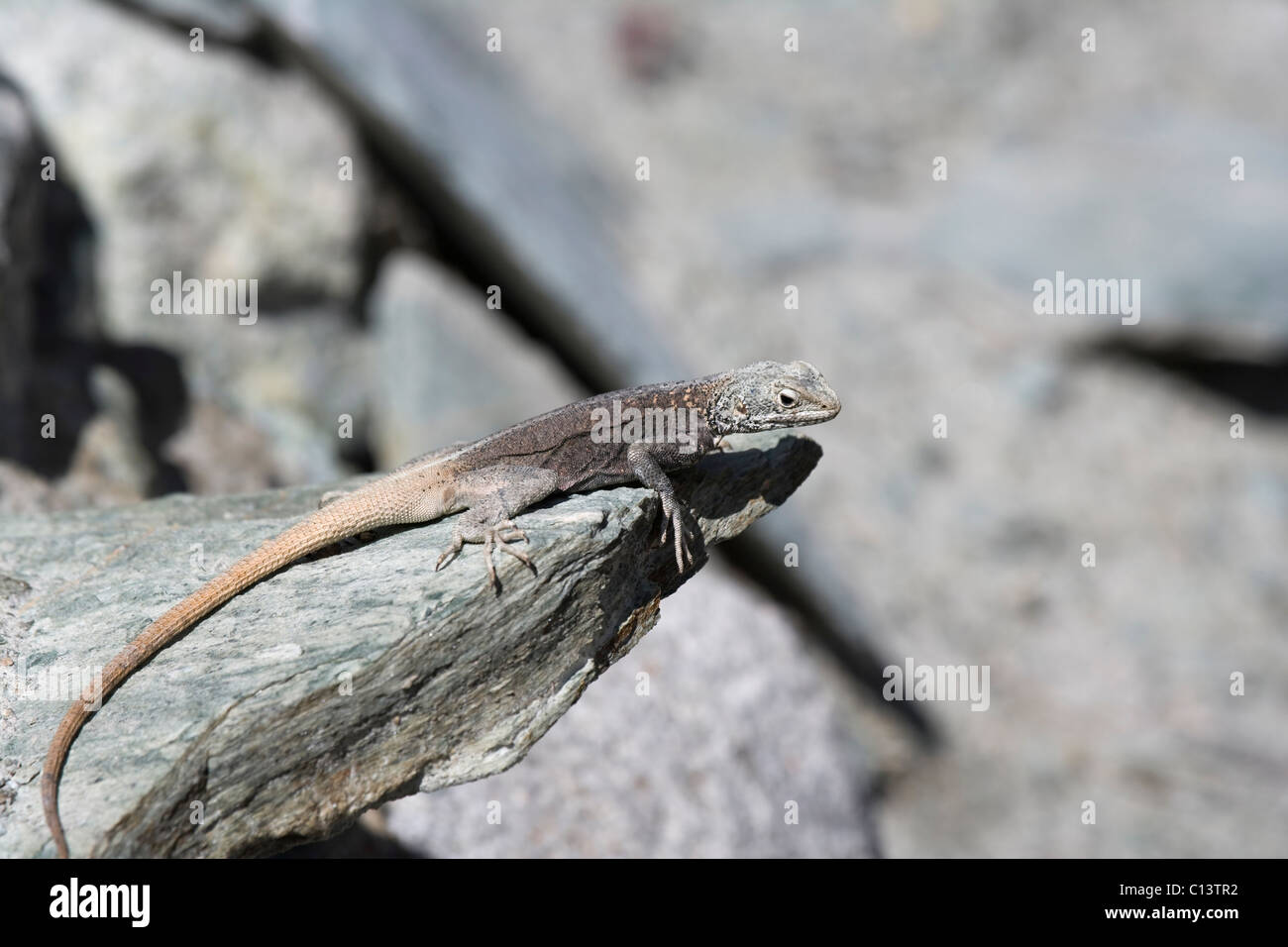 Lizard on rock in the Karakorum, Nubra Valley, Ladakh, India Stock ...