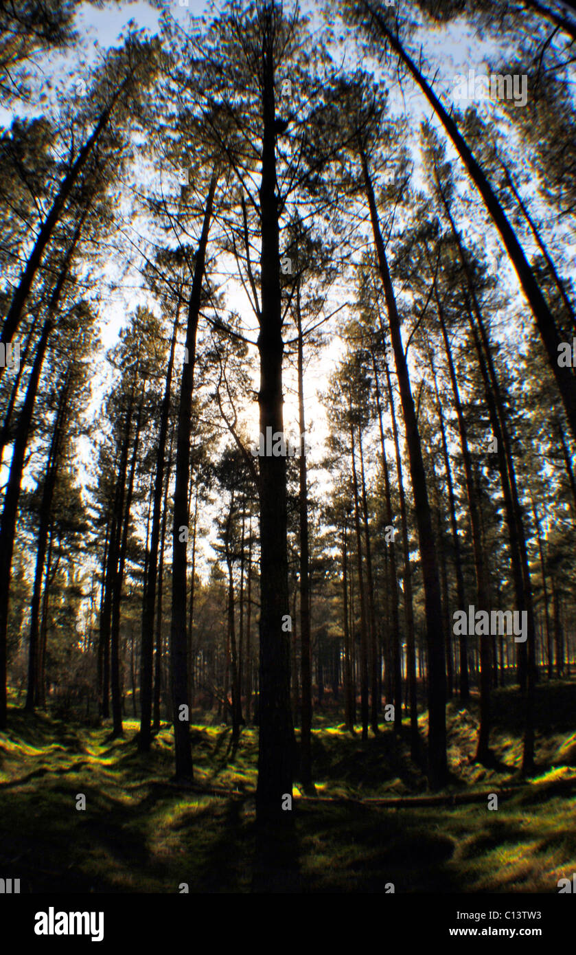 scenes pine tree nature norfolk Stock Photo - Alamy