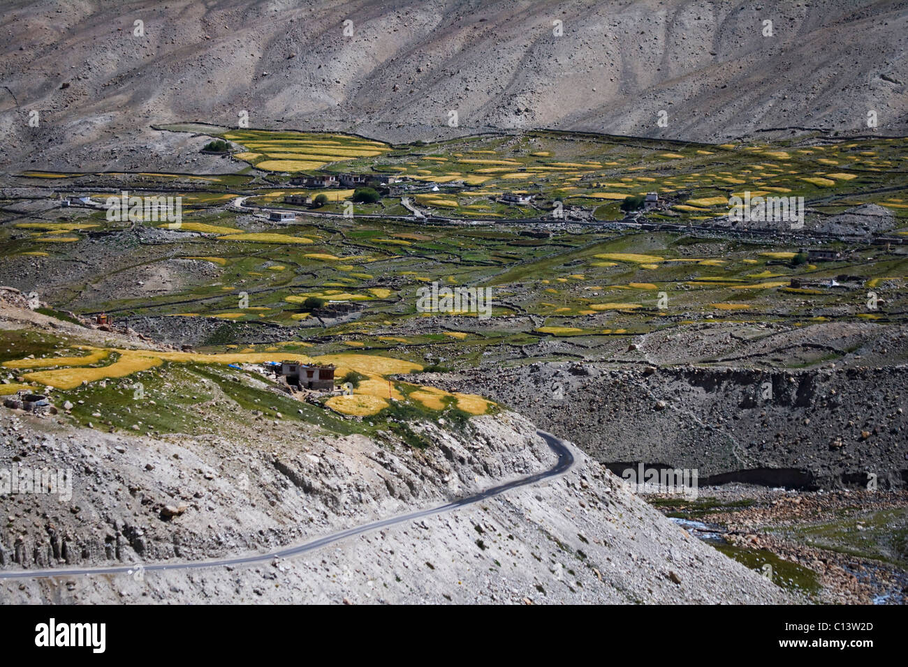Barley field and village in the Karakoram, Nubra Valley, Ladakh, India ...