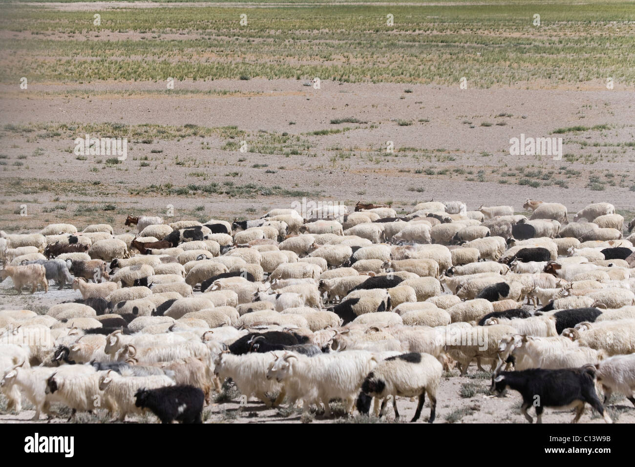 Herding sheep in the Himalayas, Ladakh, India Stock Photo - Alamy