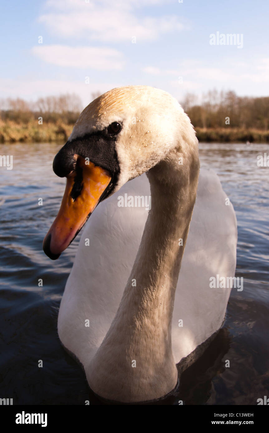 Close up of swans on the river Stock Photo - Alamy