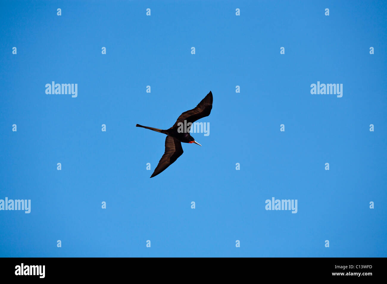 Magnificent Frigatebird Flying High. A Magnificent Frigatebird glides ...