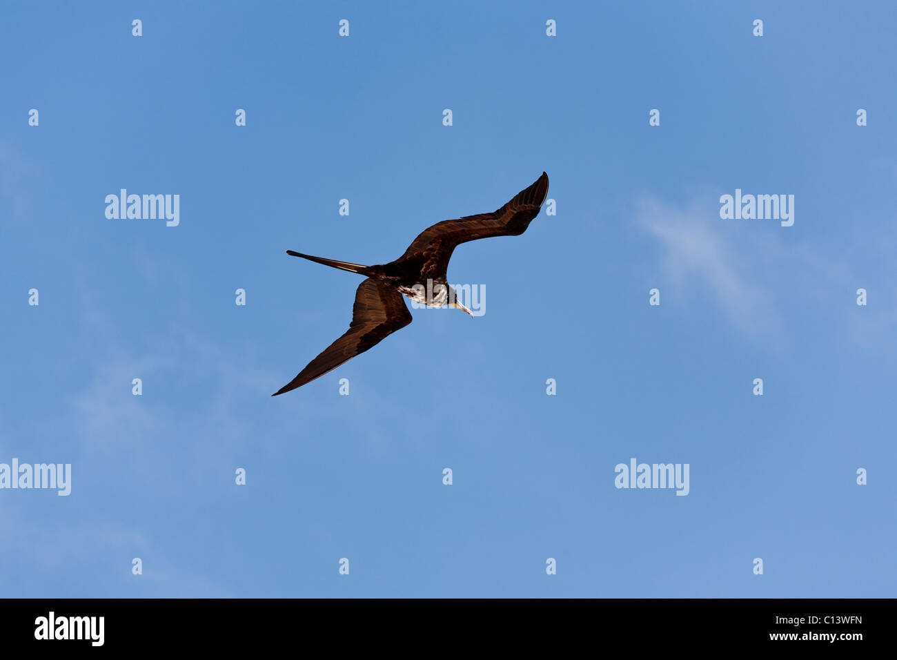Immature Magnificent Frigate bird Flying High. A young Magnificent ...