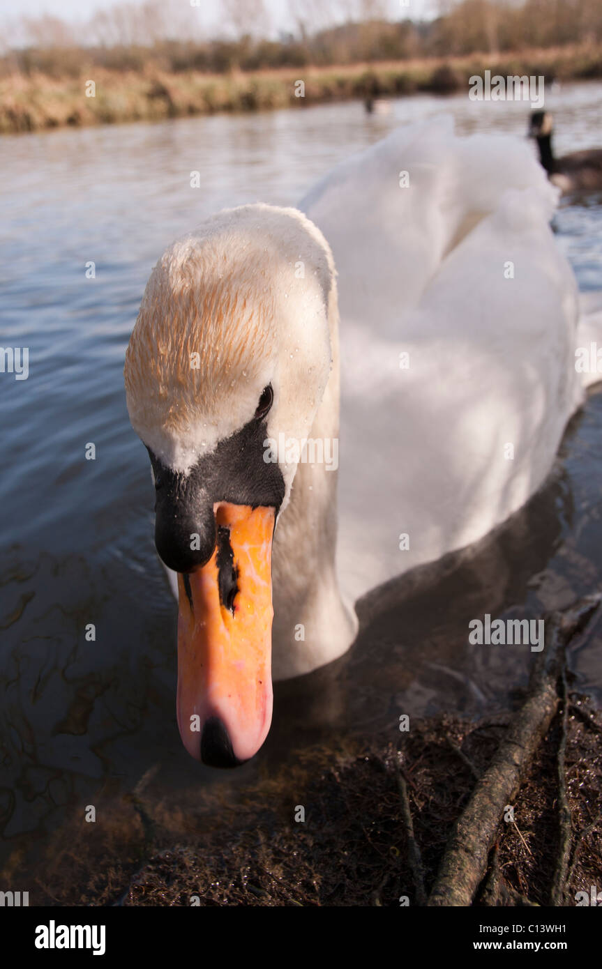 River neck hi-res stock photography and images - Alamy