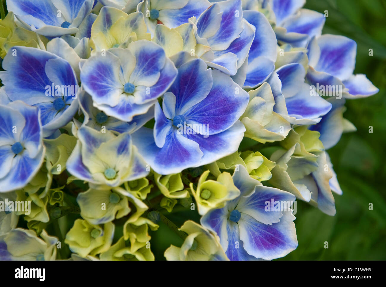 Harlequin blue hydrangea flower hi-res stock photography and images - Alamy