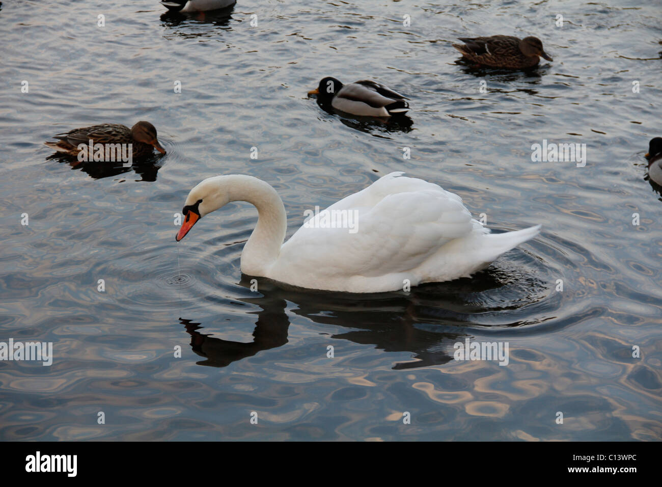 Swan nose hi-res stock photography and images - Alamy