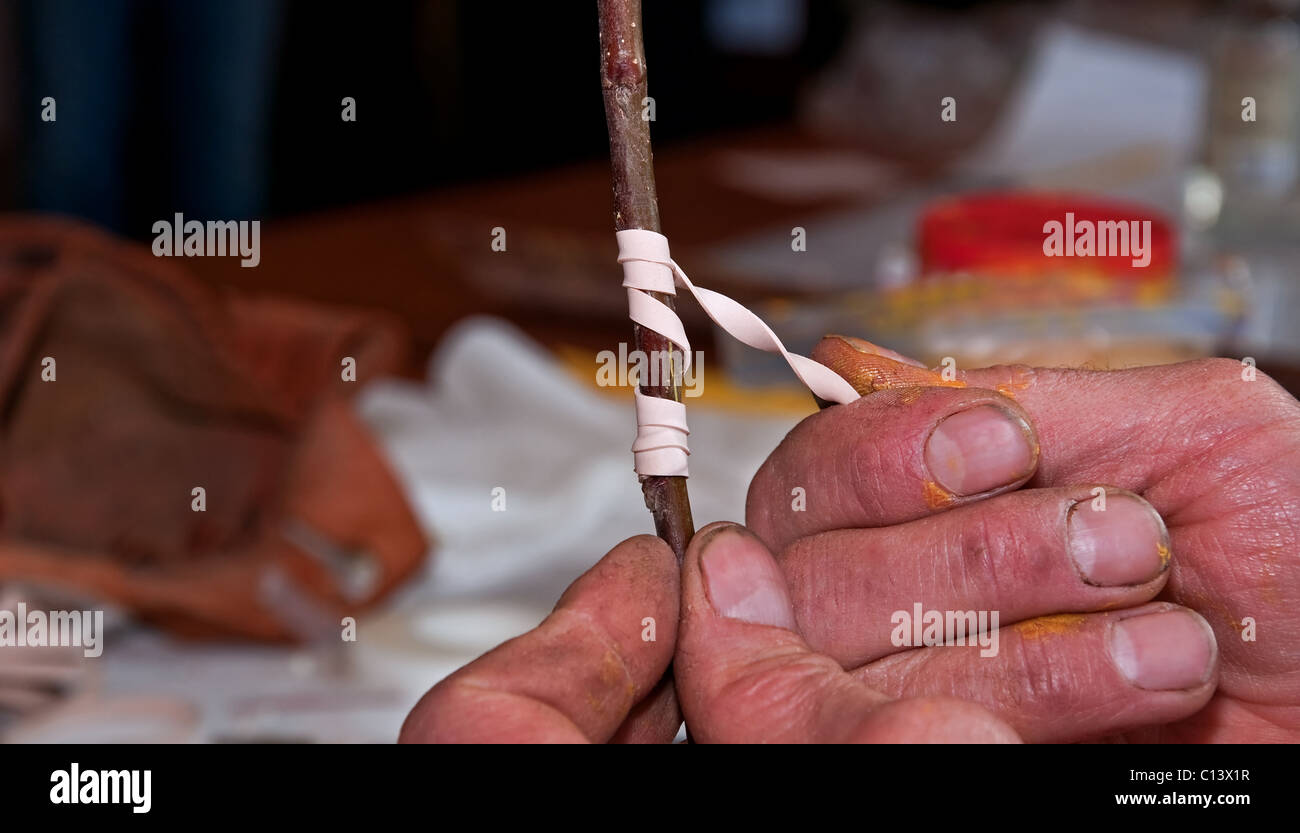 Tree grafting demonstration hi-res stock photography and images - Alamy