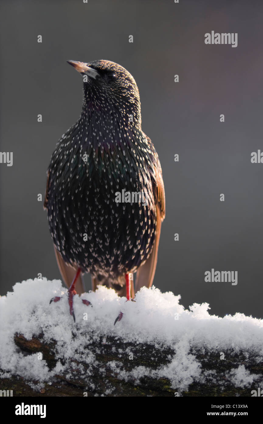Starling in the winter snow (Sturnus vulgaris) in the Uk Stock Photo ...