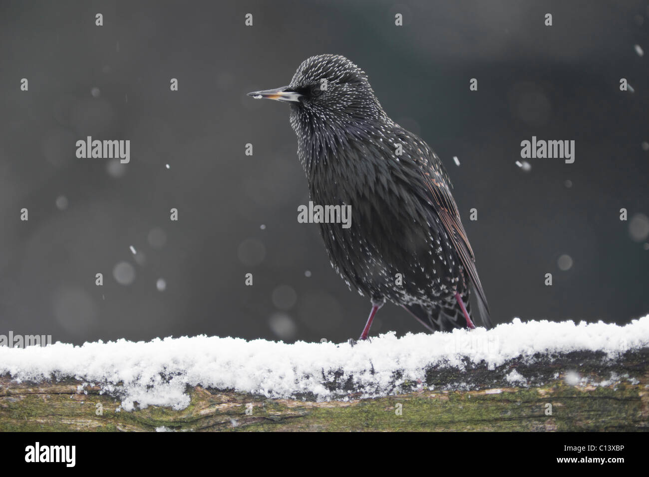Starling in the winter snow (Sturnus vulgaris) in the Uk Stock Photo ...