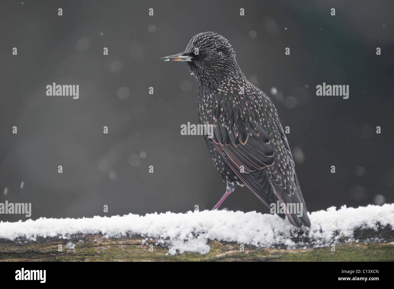 Starling in snow hi-res stock photography and images - Alamy