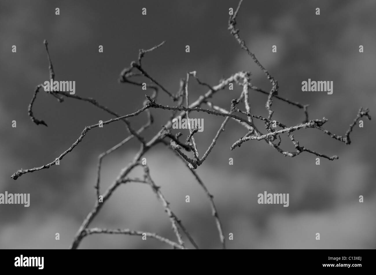 Skinny branches hi-res stock photography and images - Alamy