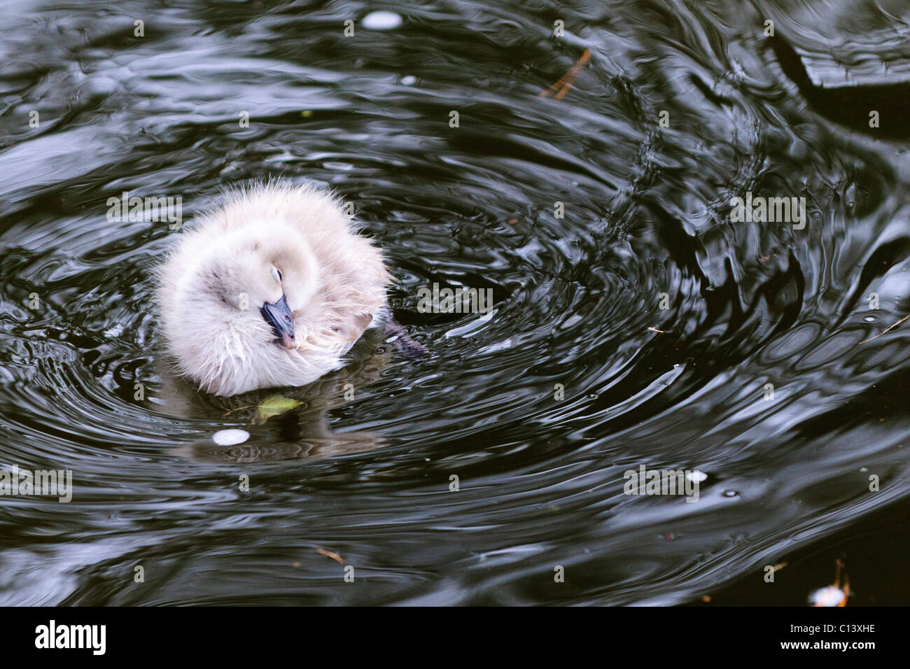 Baby black swan Stock Photo - Alamy