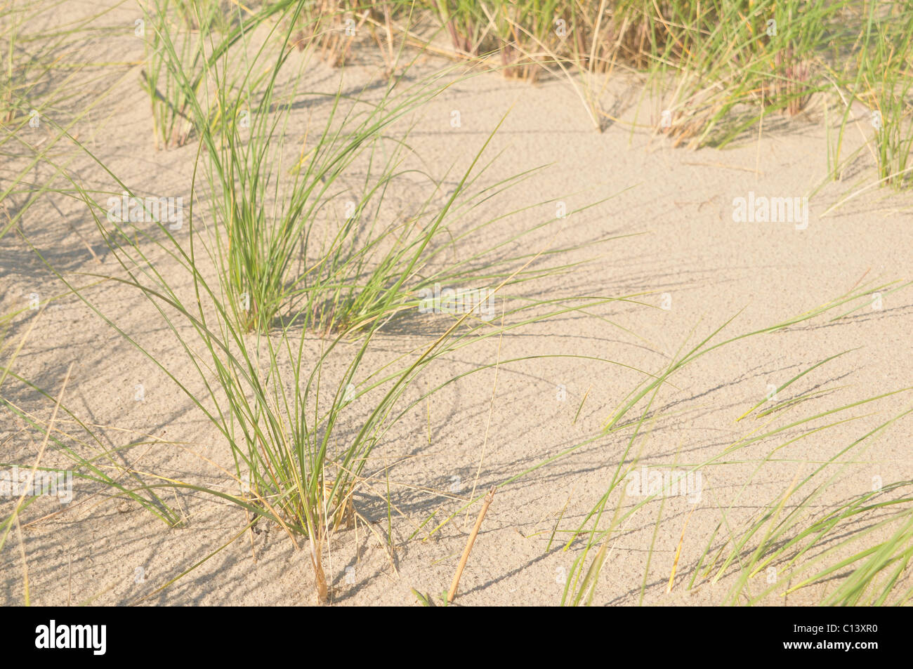 Sea grass hi-res stock photography and images - Alamy