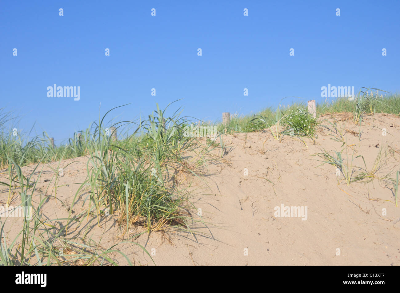 Sea grass hi-res stock photography and images - Alamy