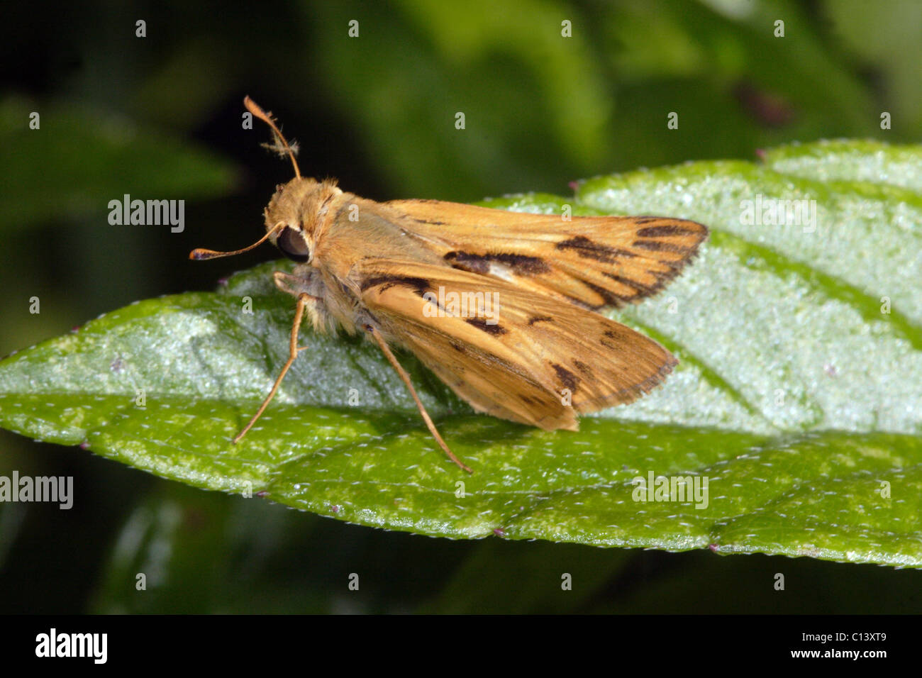 Fiery Skipper Butterfly Hylephila phyleus Stock Photo - Alamy