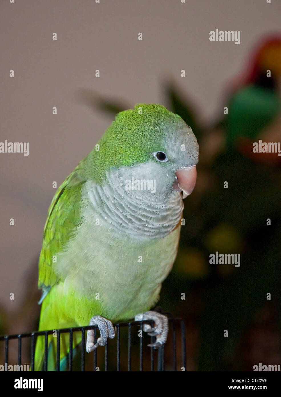 Quaker parrot hi-res stock photography and images - Alamy