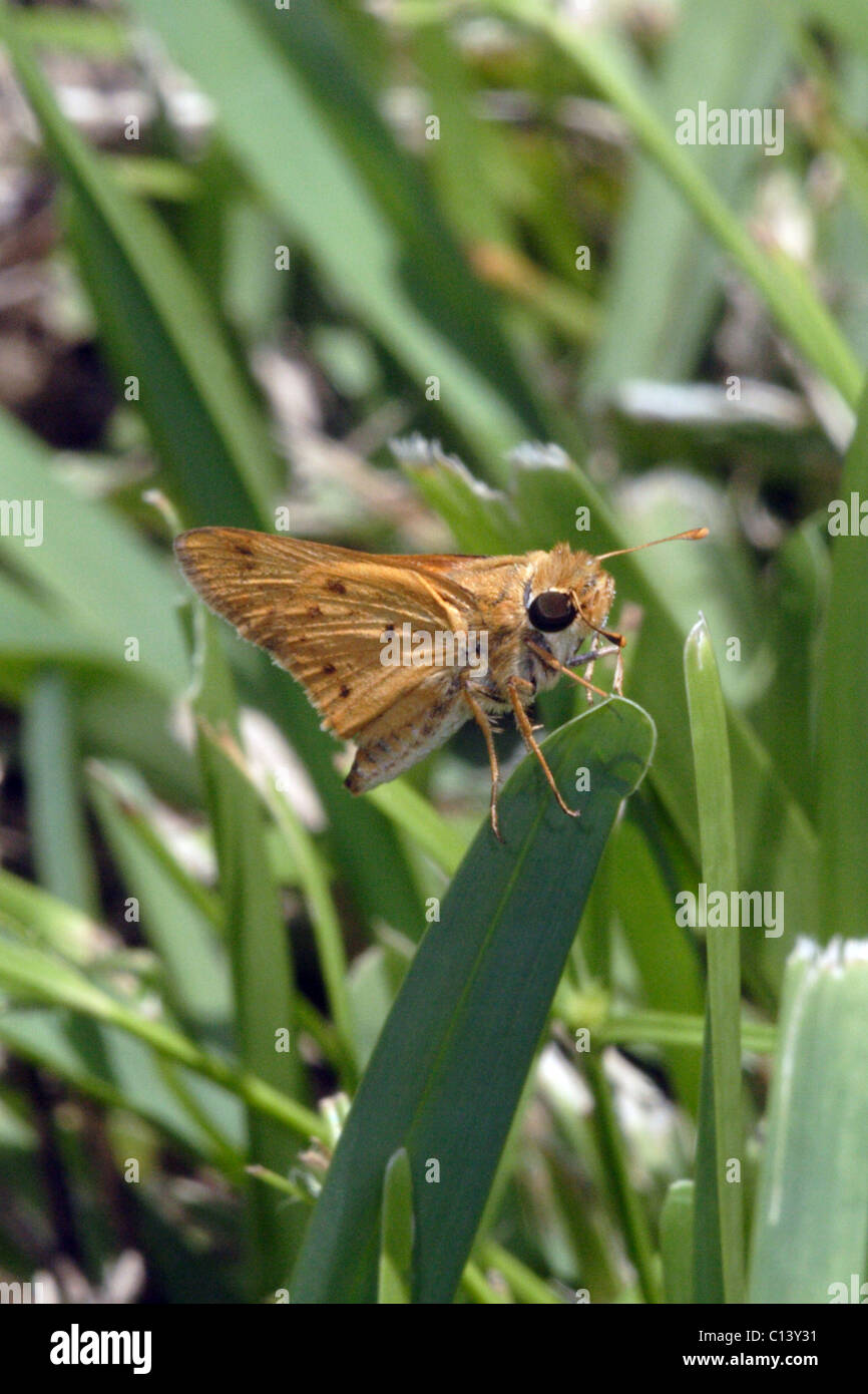 Fiery Skipper Butterfly Hylephila phyleus Stock Photo - Alamy