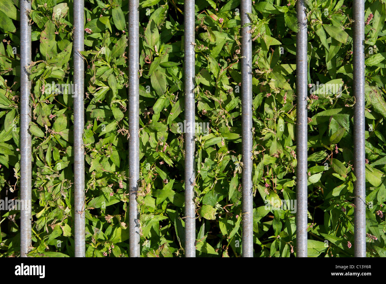 close up of weeds growing through a cattle grid Stock Photo - Alamy