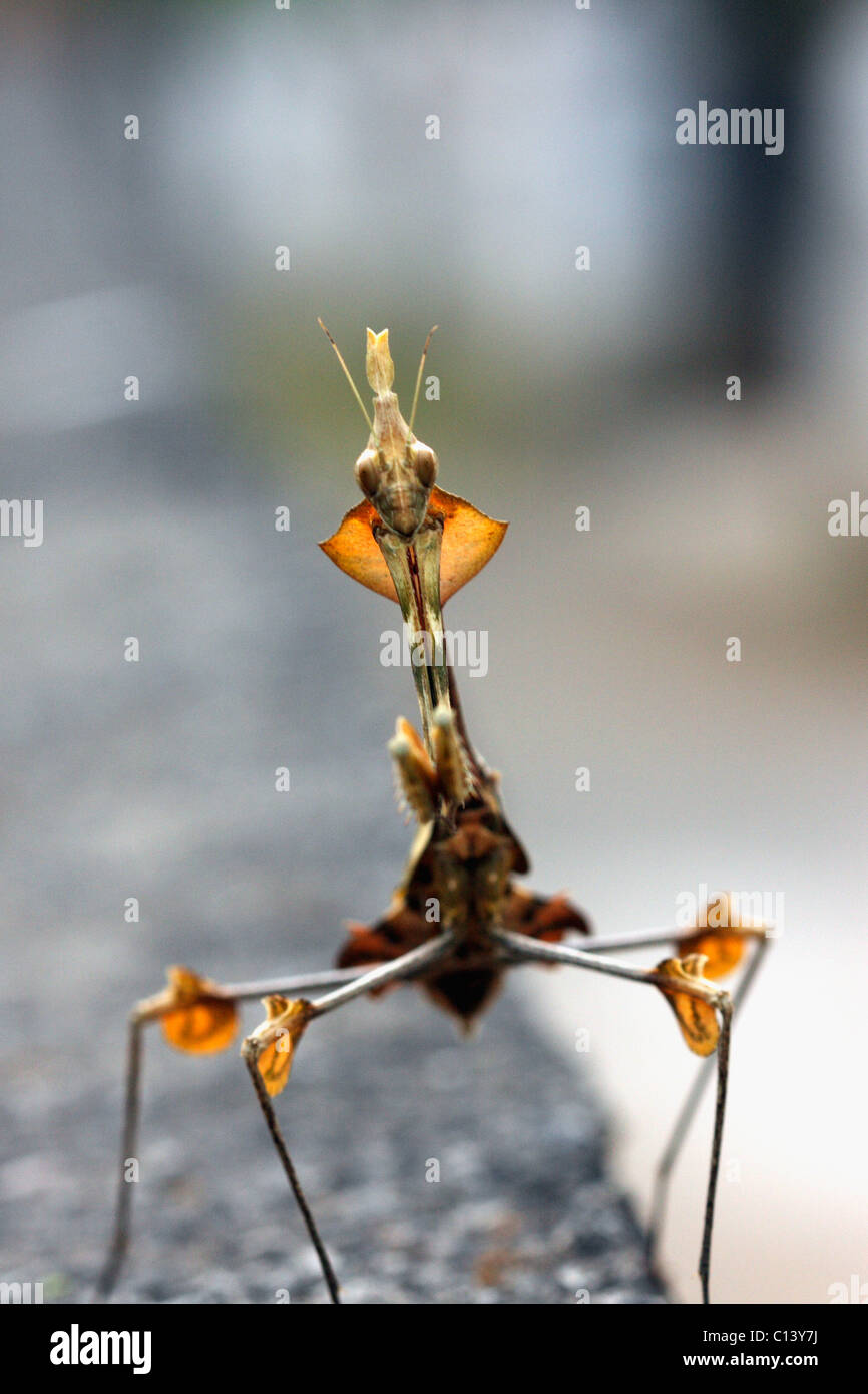 Indian praying mantis hi-res stock photography and images - Alamy
