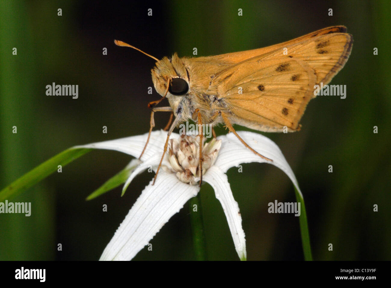Fiery Skipper Butterfly Hylephila phyleus Stock Photo - Alamy